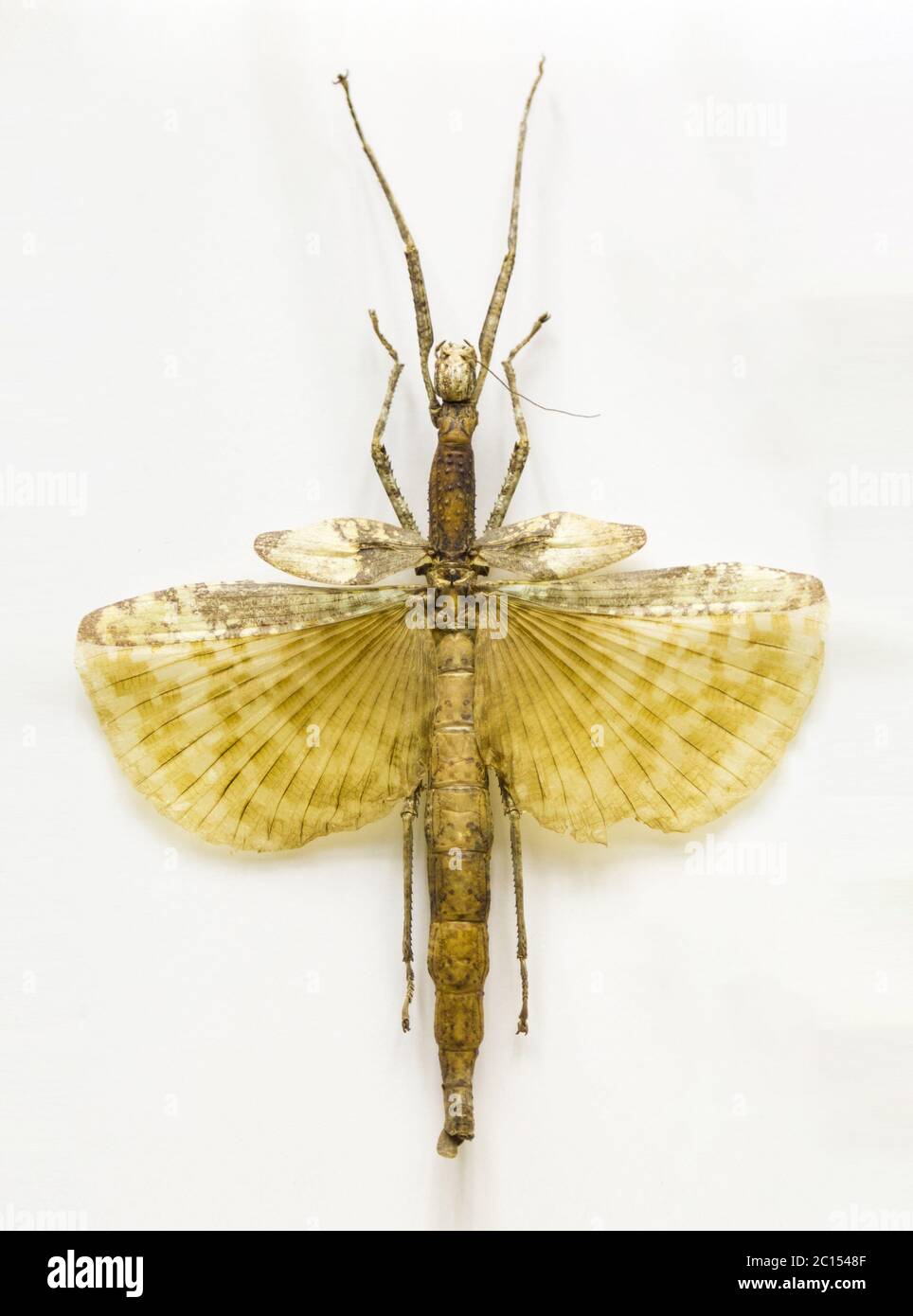 Flying locusts hi-res stock photography and images - Alamy