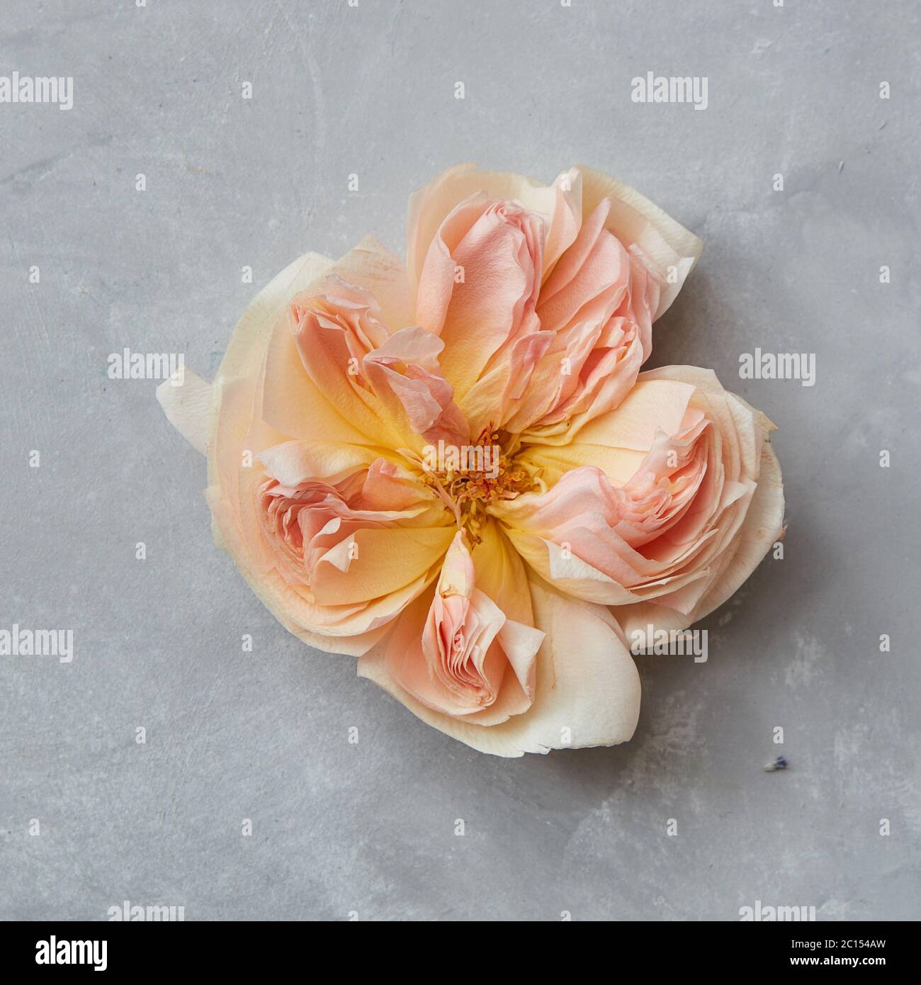 Five leaf roses hi-res stock photography and images - Alamy