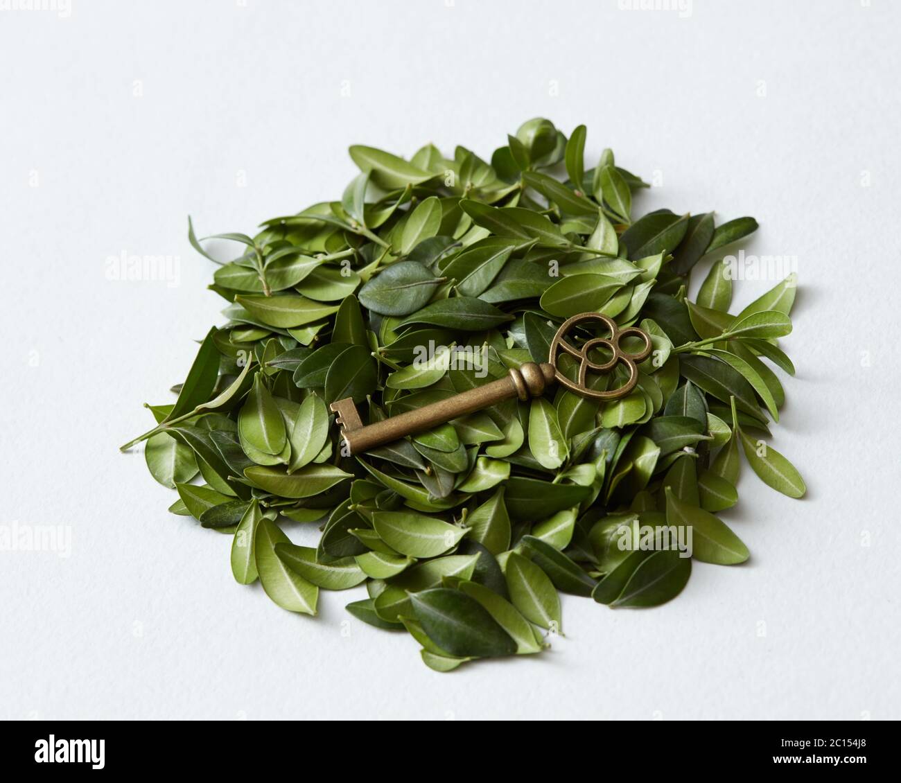 Green leaves with key Stock Photo - Alamy