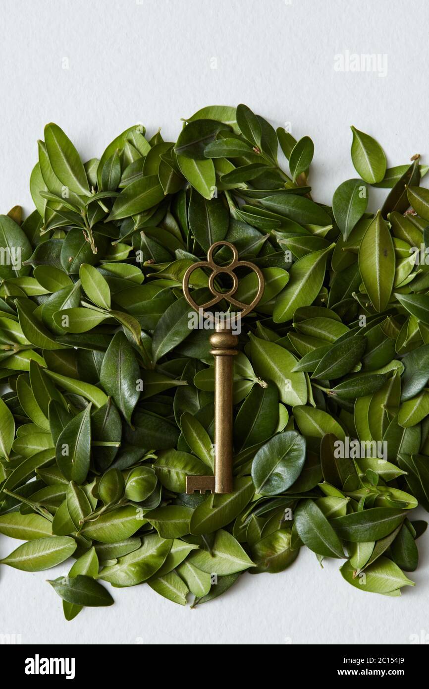 Green leaves with key Stock Photo - Alamy