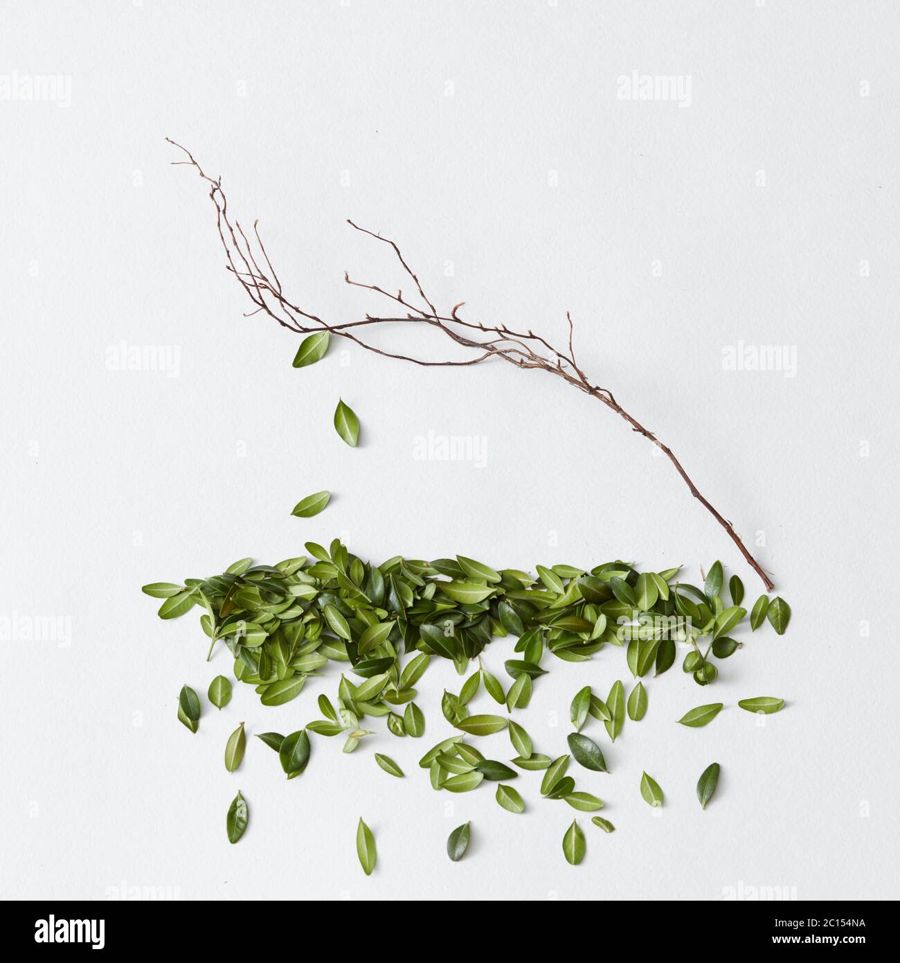 Tree with leaves falling Stock Photo - Alamy