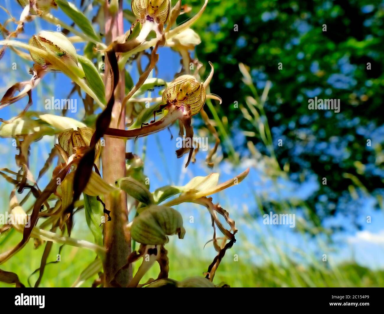 Lizard orchid with flower Stock Photo - Alamy