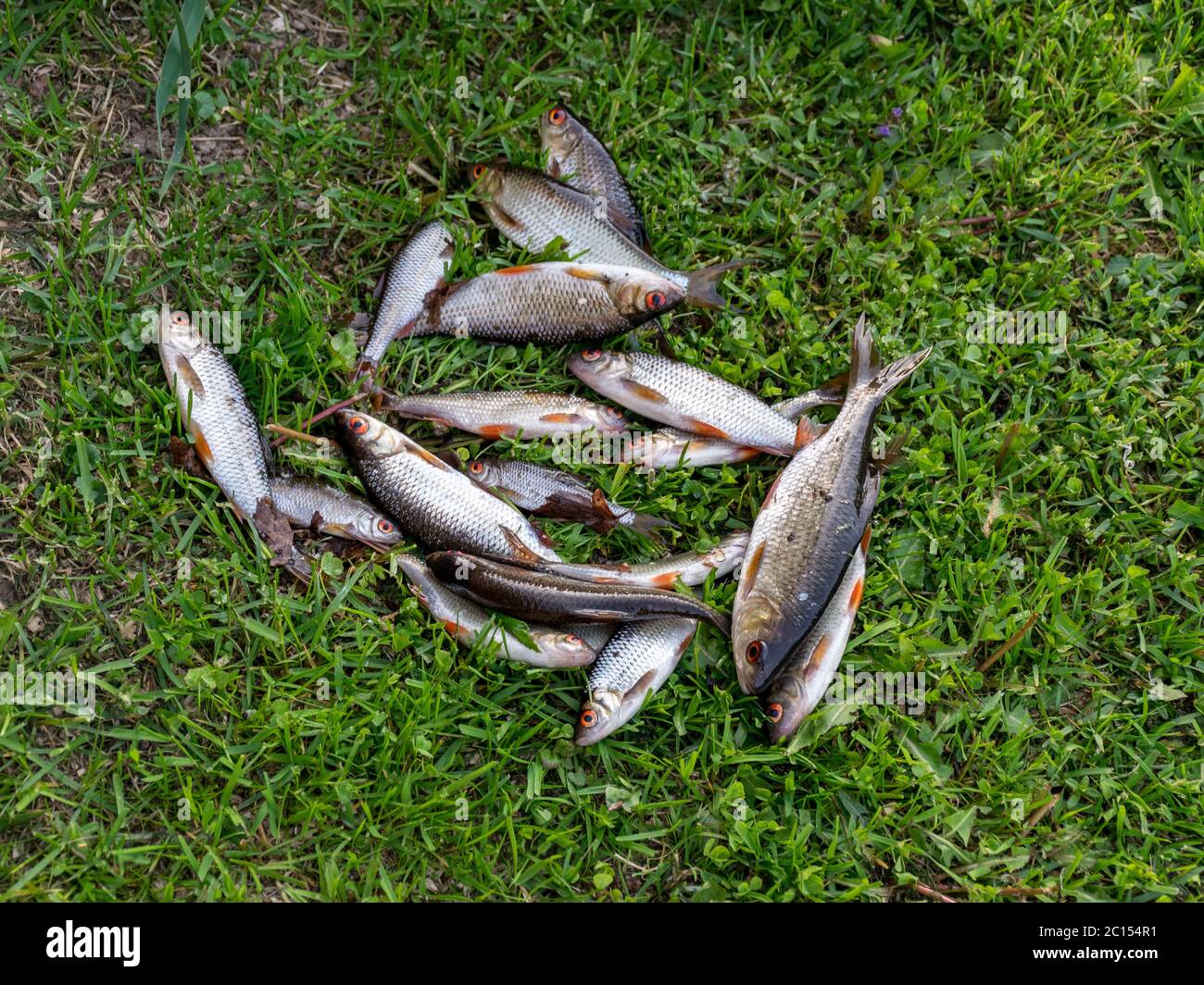 picture with catcher green grass, fish of different sizes Stock Photo ...