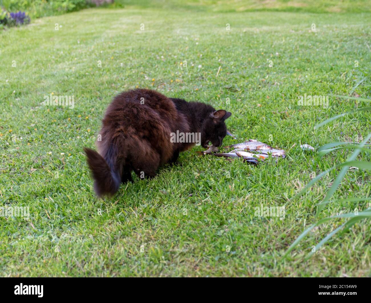 Picture of a black cat hi-res stock photography and images - Alamy