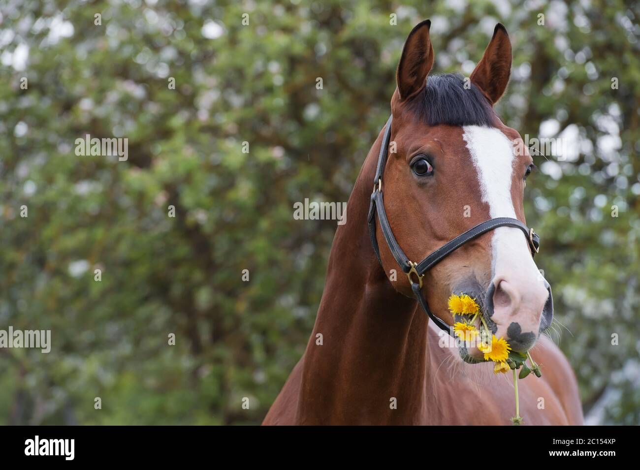 Horse Spring High Resolution Stock Photography and Images - Alamy