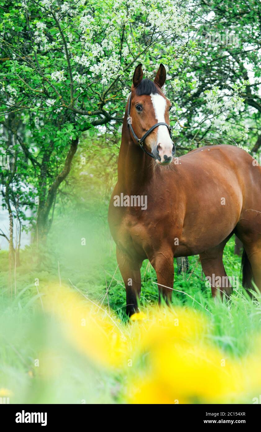 bay Trakehner horse near blossom tree Stock Photo - Alamy