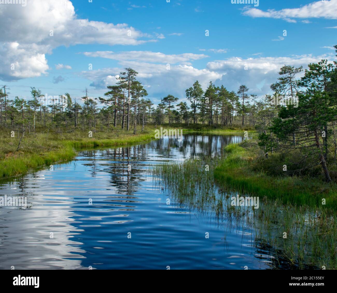 Scenic landscape with blue bog lakes surrounded by small pines and ...