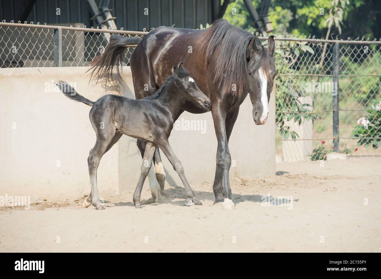 Marwari black colt with mom in paddock. India Stock Photo - Alamy
