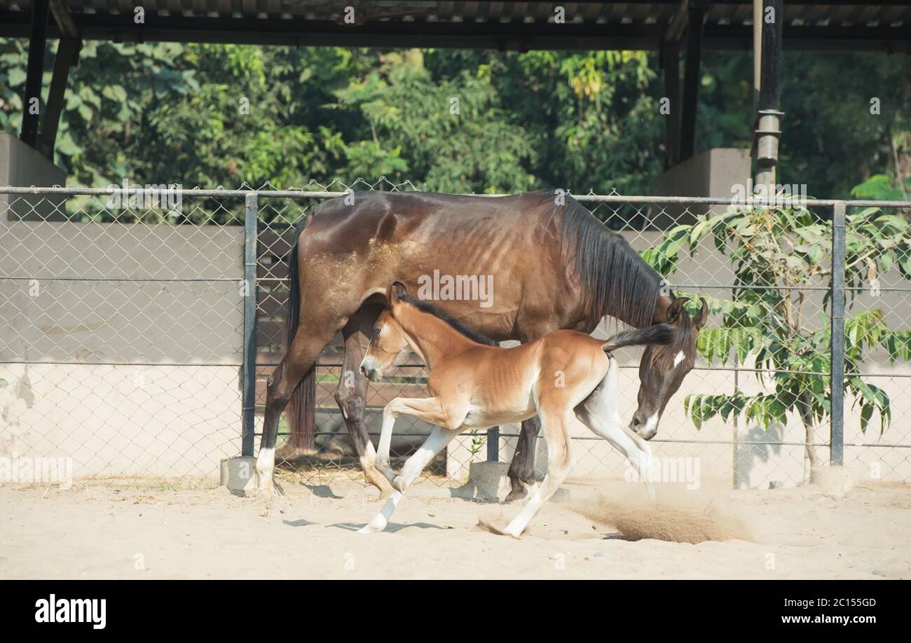 running Marwari chestnut colt in paddock. India Stock Photo - Alamy
