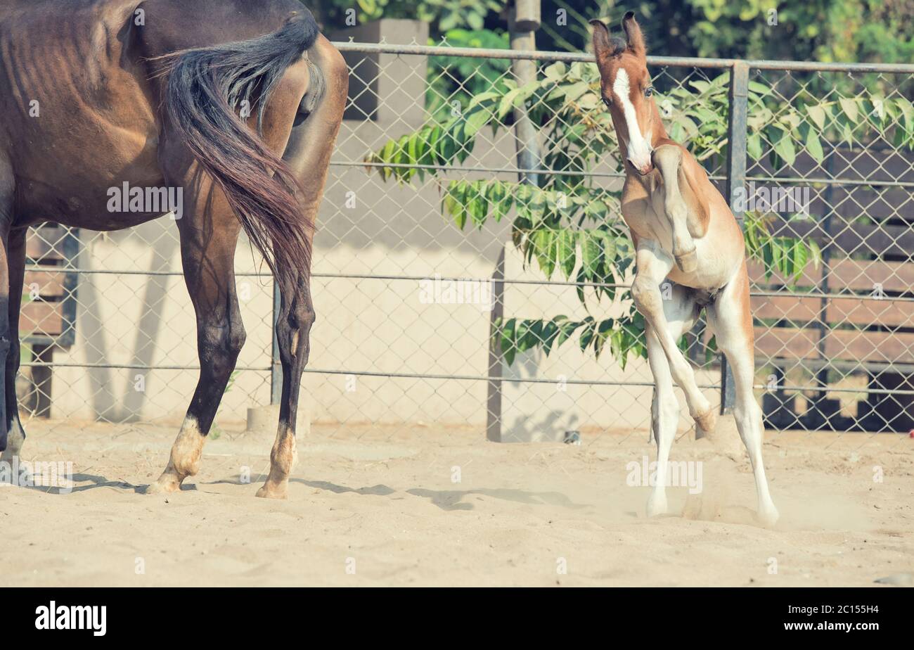 Playing Marwari chestnut colt in paddock. India Stock Photo - Alamy