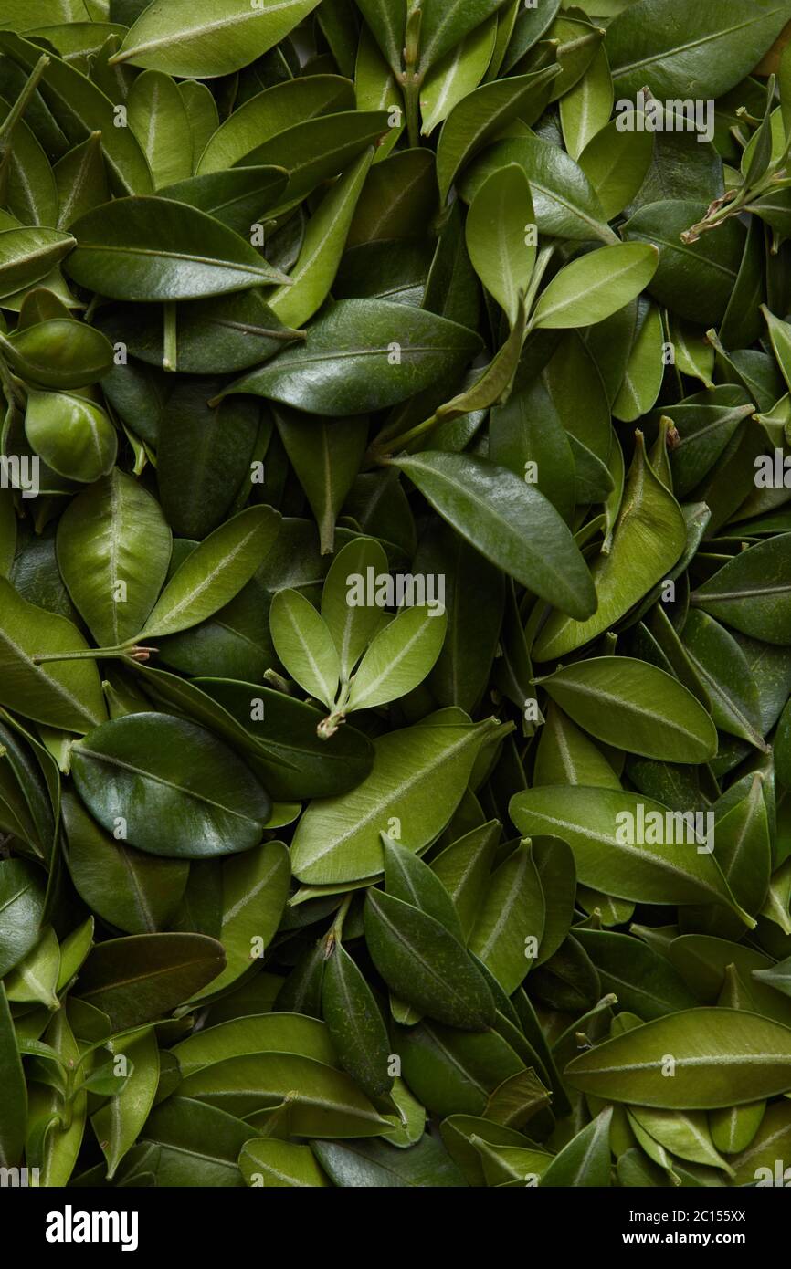 Leaves texture hi-res stock photography and images - Alamy