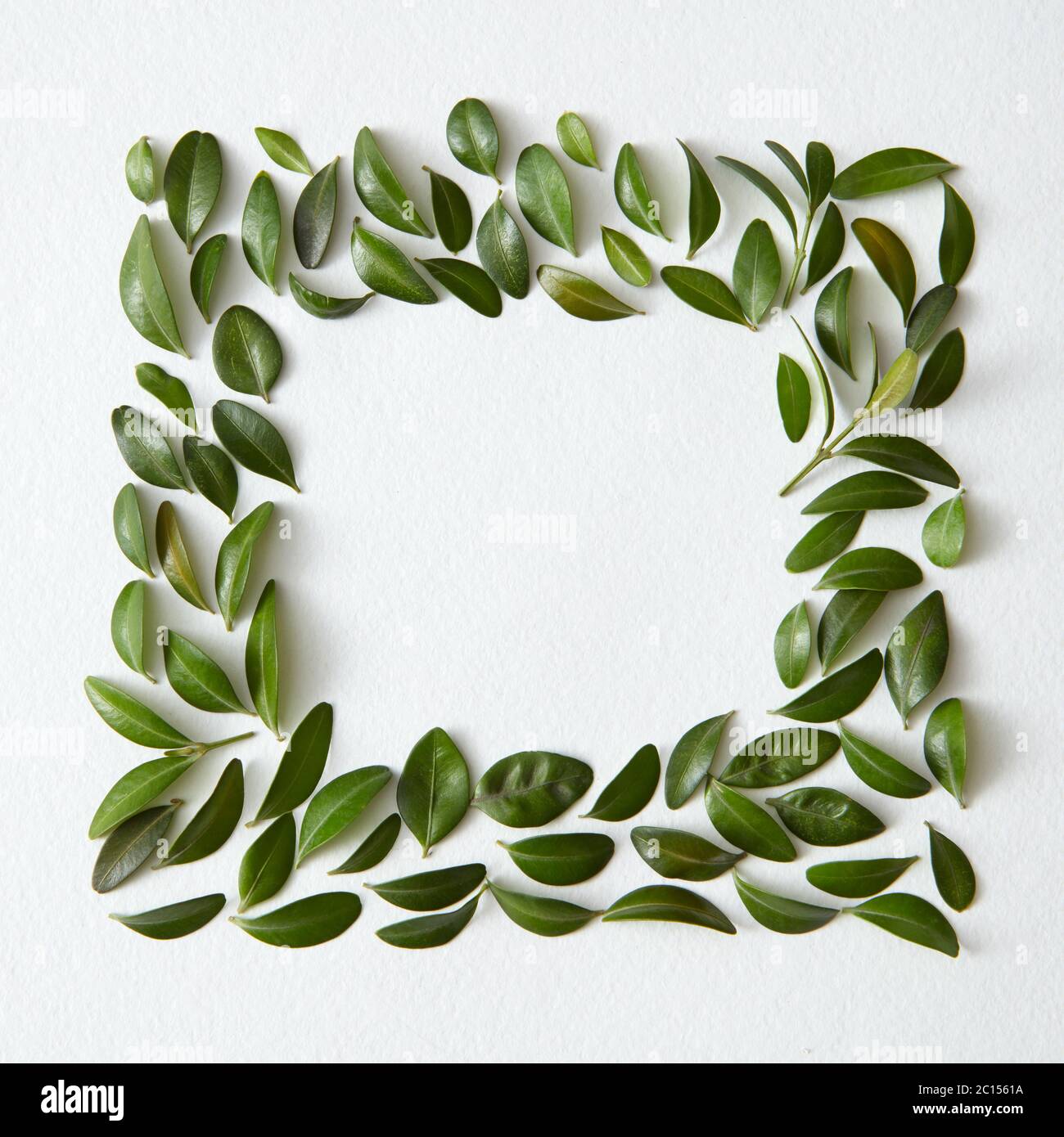 Square leaves hi-res stock photography and images - Alamy