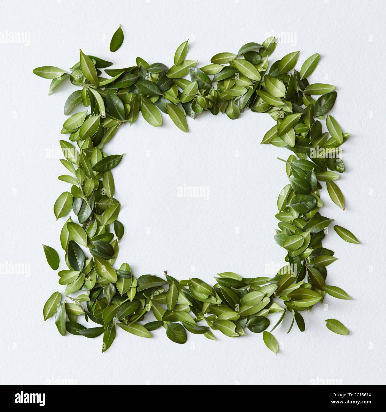 Square leaves hi-res stock photography and images - Alamy