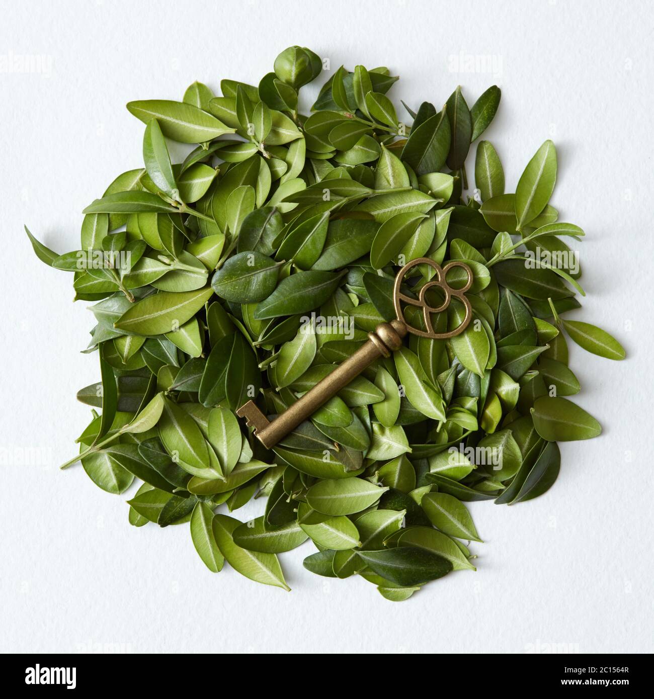 Leaves with vintage key Stock Photo - Alamy