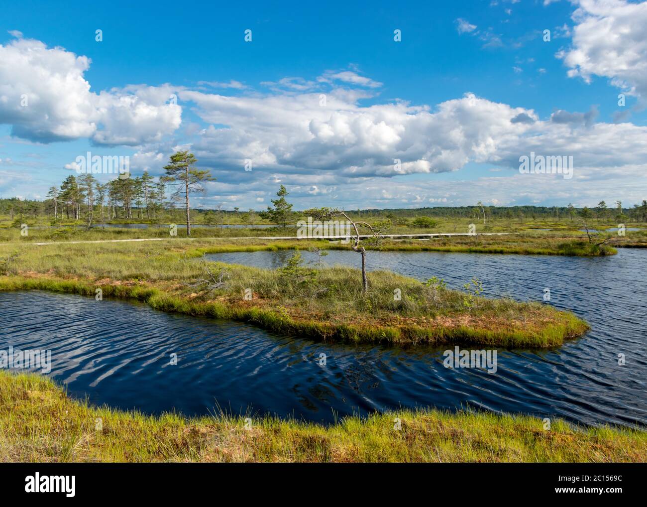 beautiful summer bog landscape with lake, moss, bog pines and birches ...