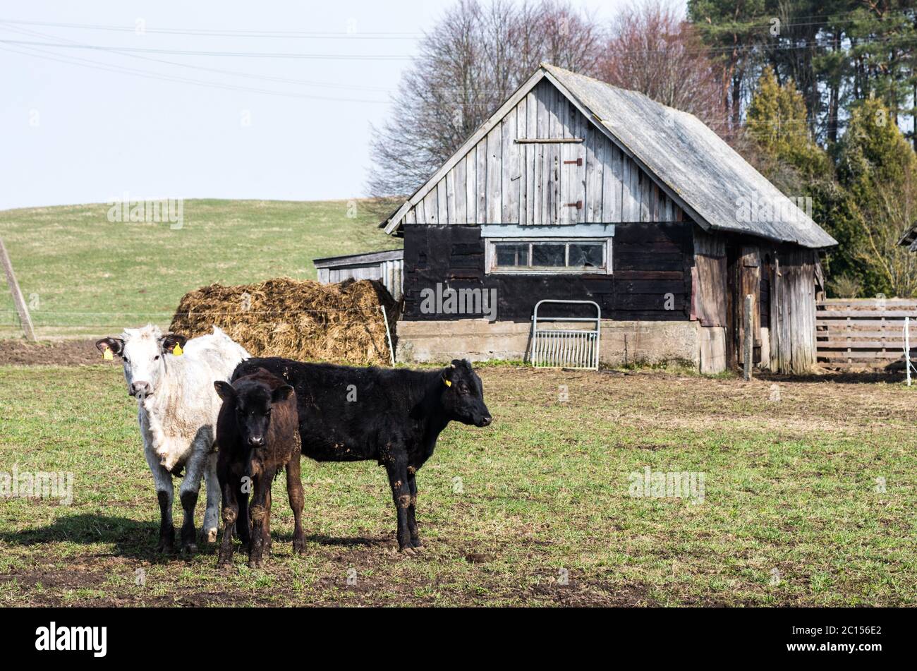 Standing several calves Stock Photo - Alamy