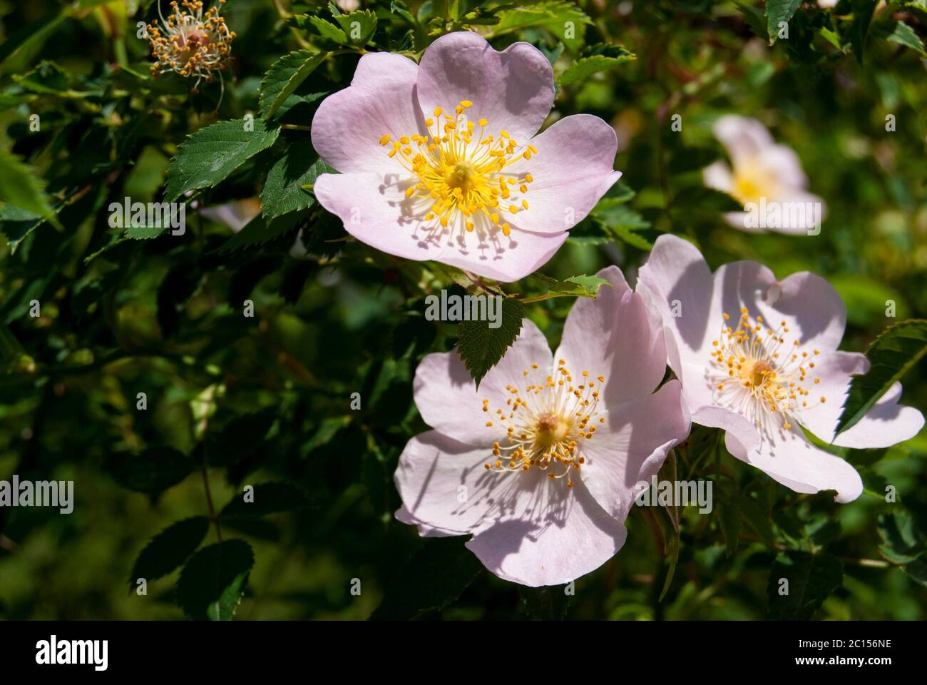 Rosehip flowers hi-res stock photography and images - Alamy