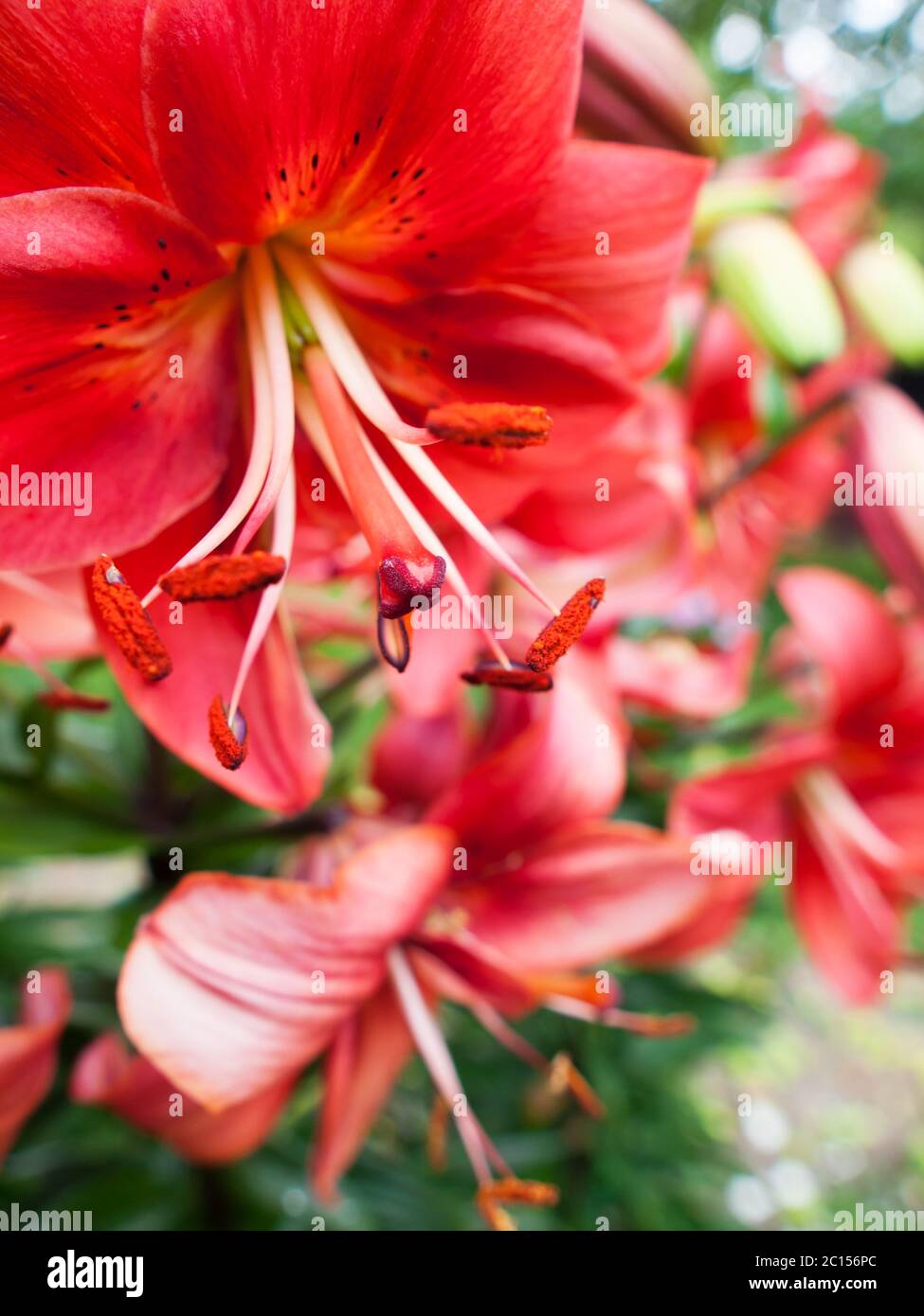 Abstract background with red lily Stock Photo - Alamy