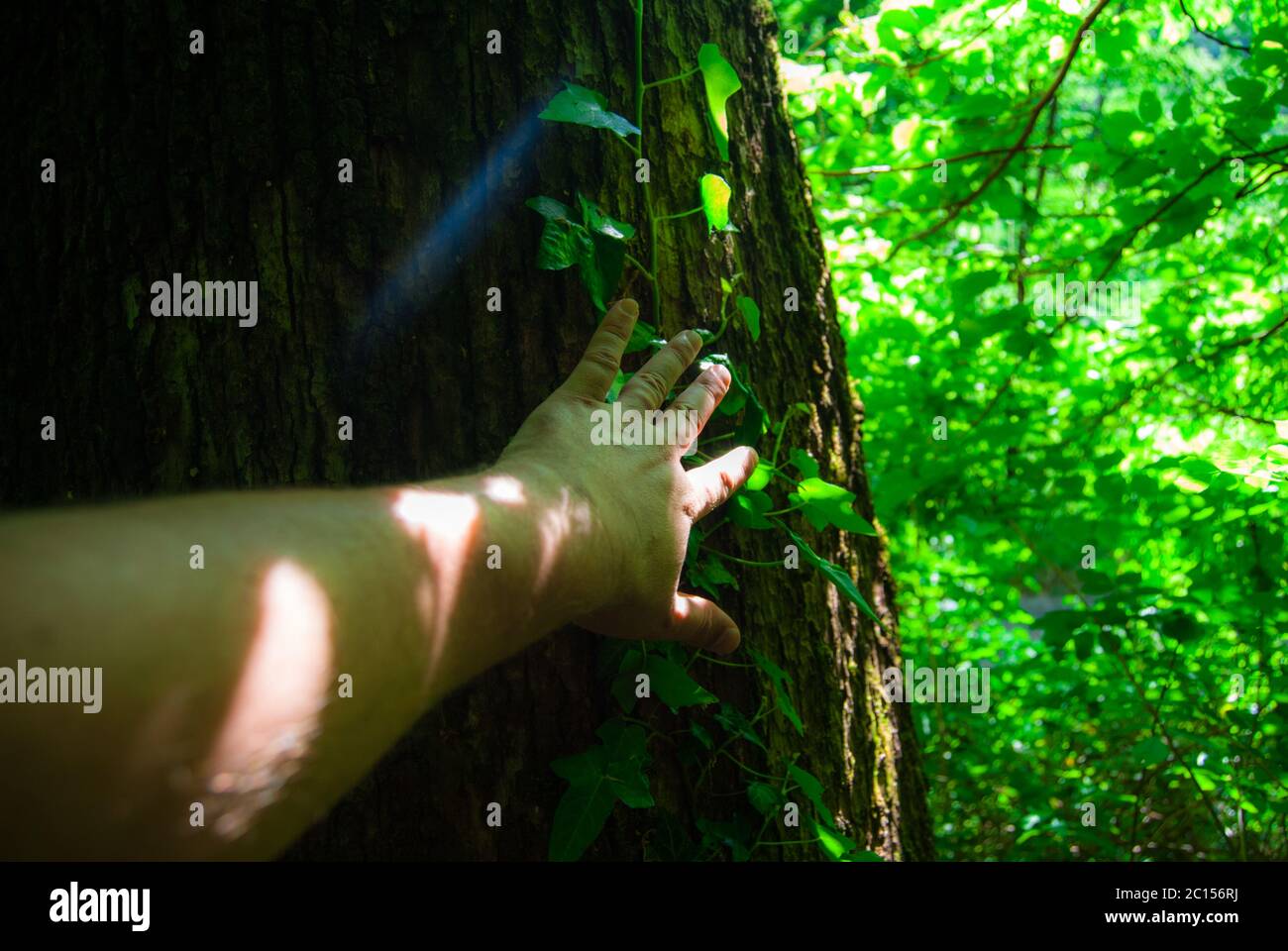 Sunbeam hittings human hand while touching ivy plant on oak tree Stock ...