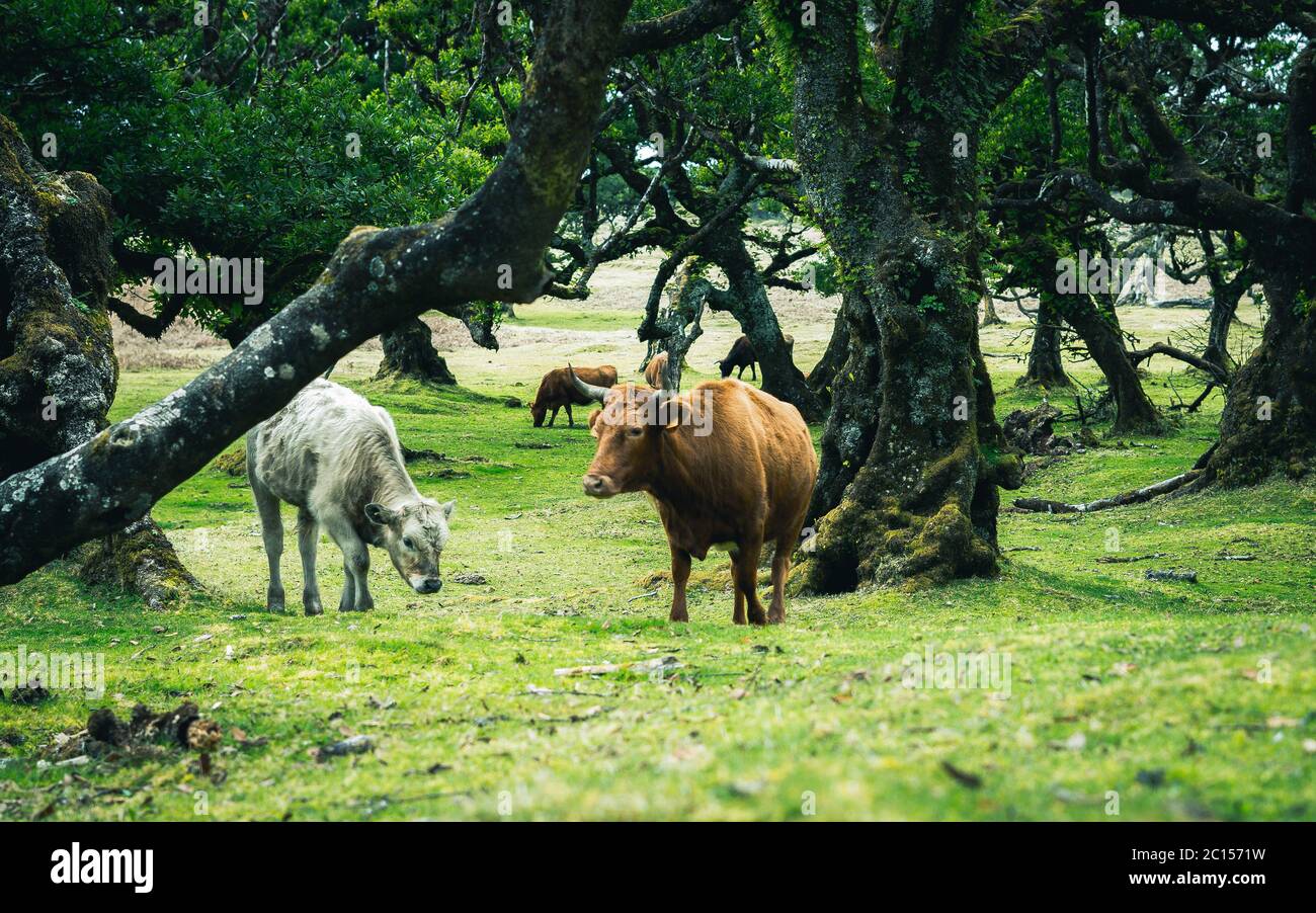 Madeira dairy hi-res stock photography and images - Alamy