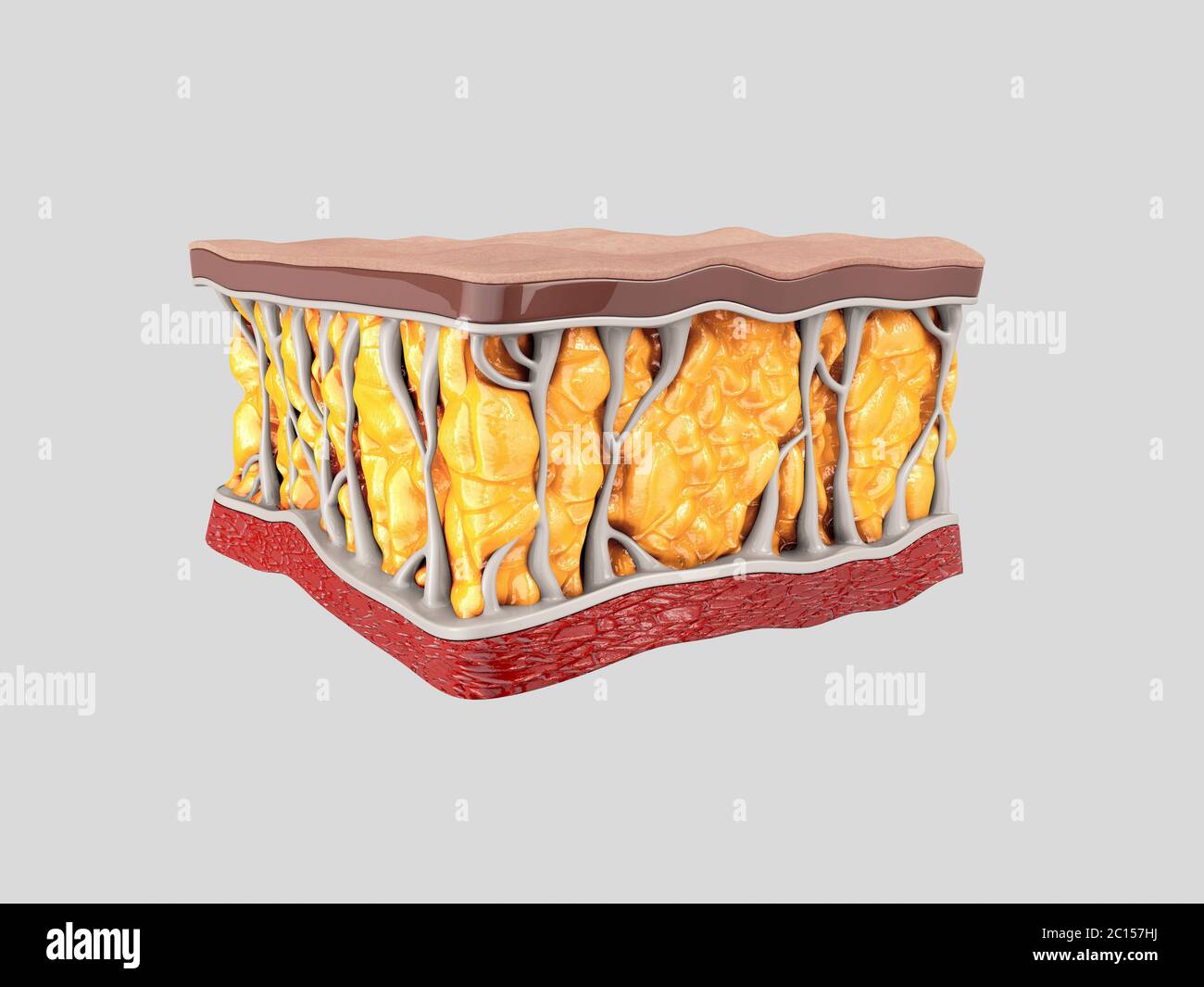 Fat cells. Inside human organism. 3d render Stock Photo - Alamy