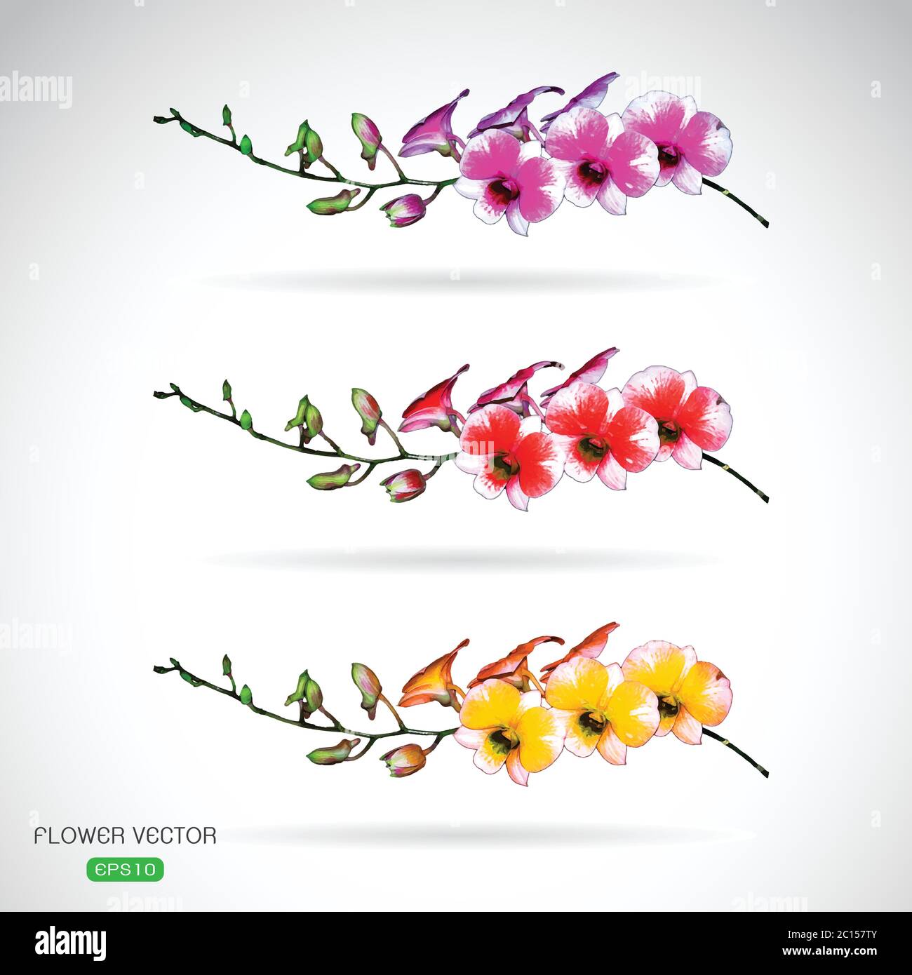 Vector of orchid flower on white background. Easy editable layered ...