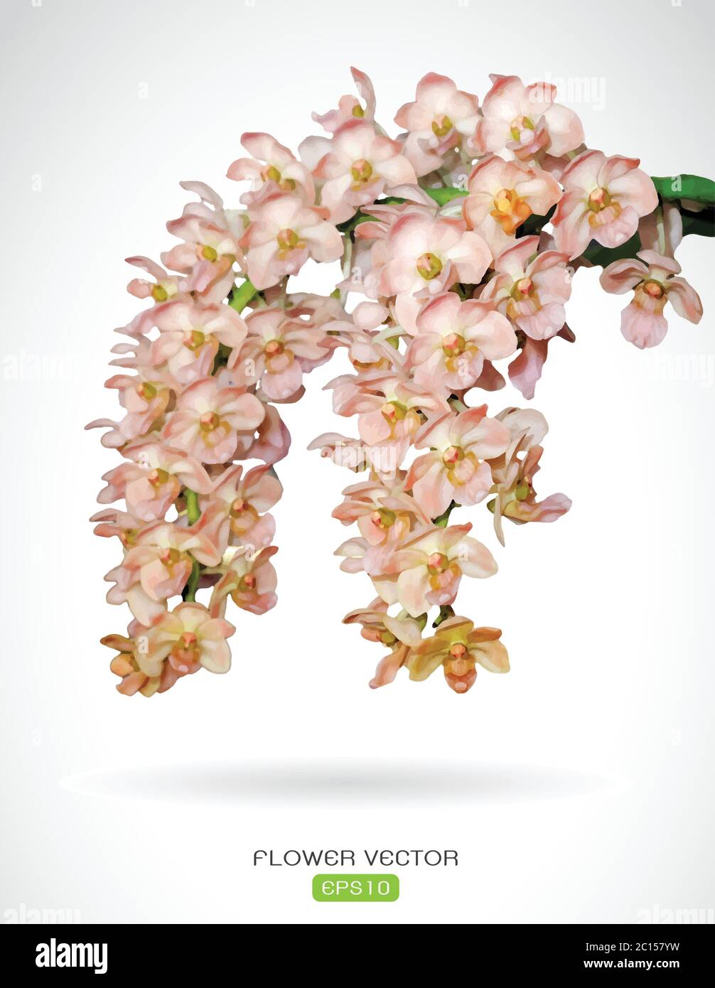 Vector of orchid flower on white background. Easy editable layered ...