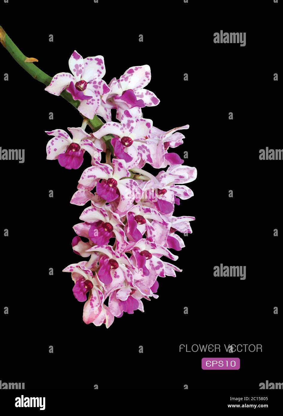 Vector of orchid on black background. Easy editable layered vector ...