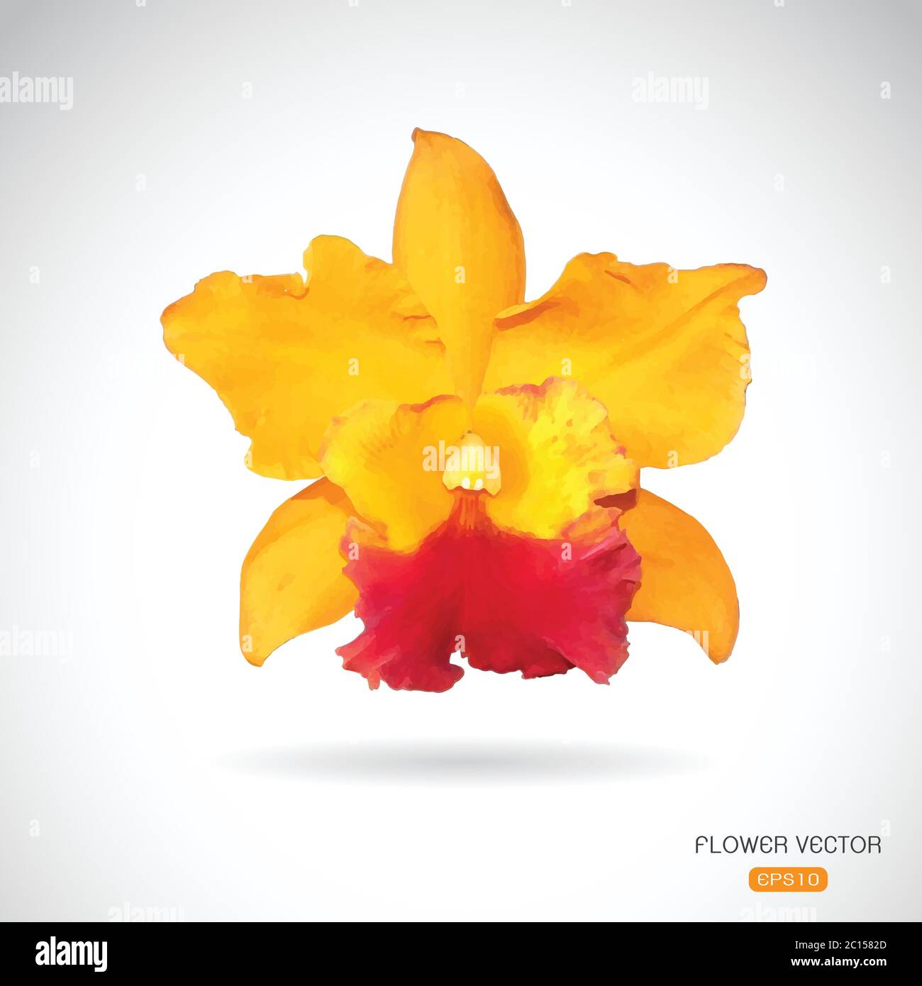 Vector of orchid flower on white background. Easy editable layered ...