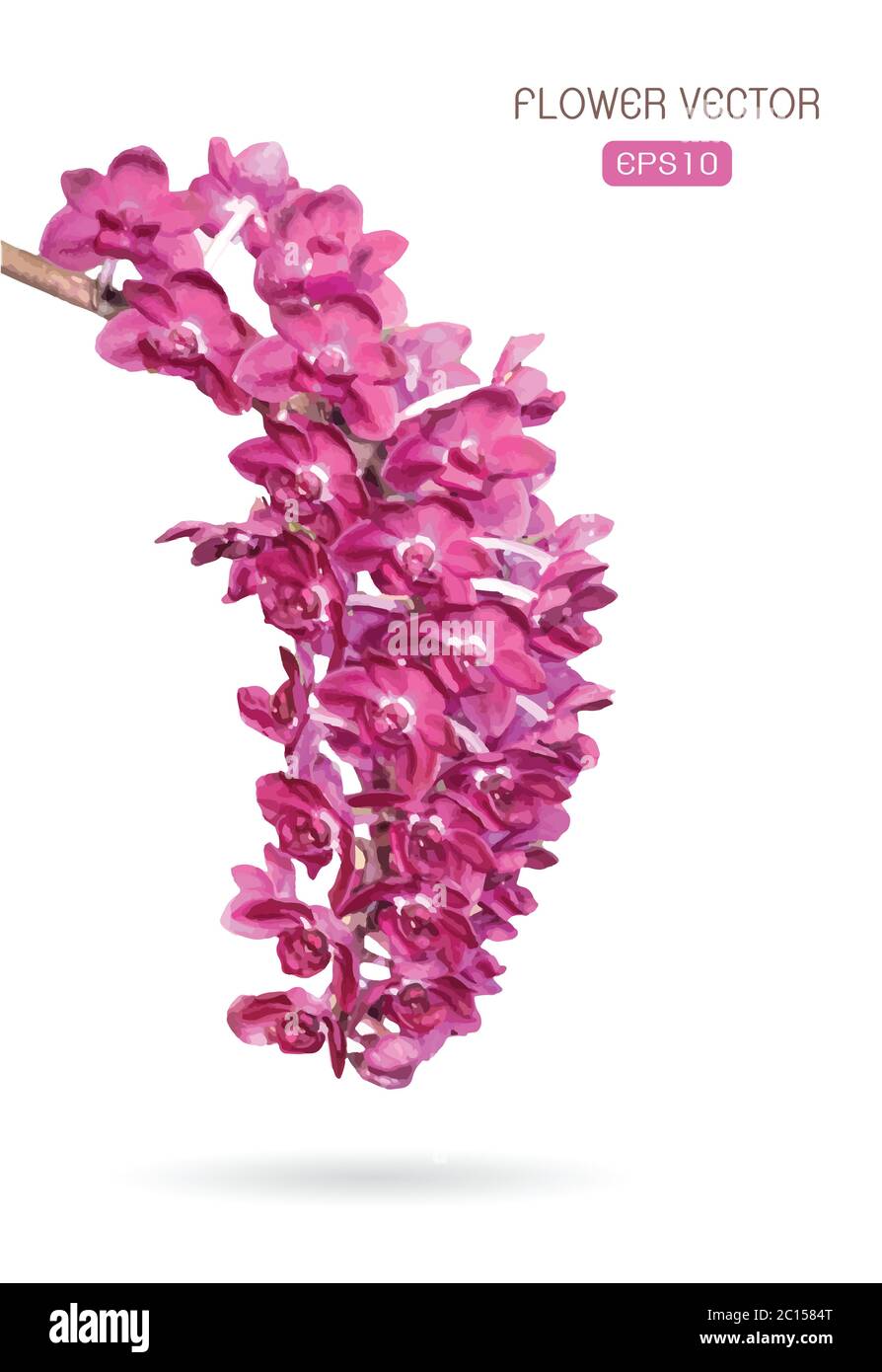 Vector of orchid flower on white background. Easy editable layered ...