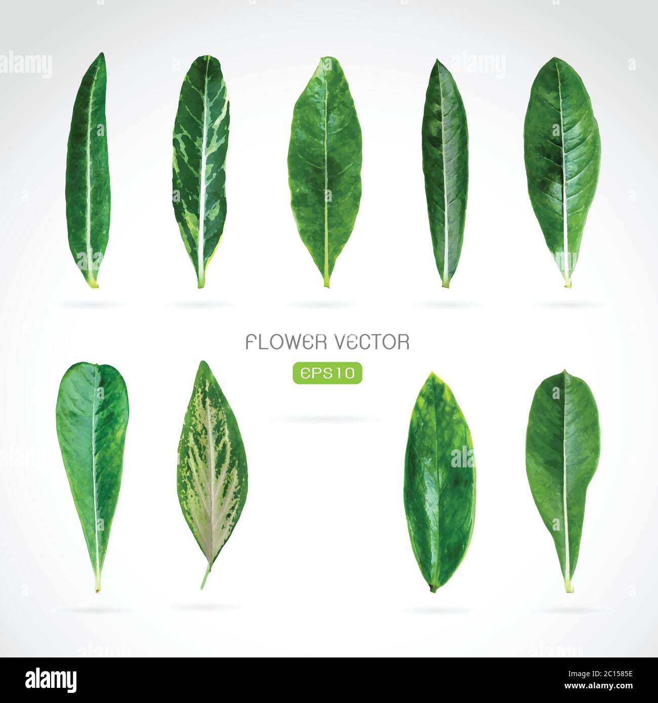 Vector of leaves isolated on white background. Easy editable layered ...