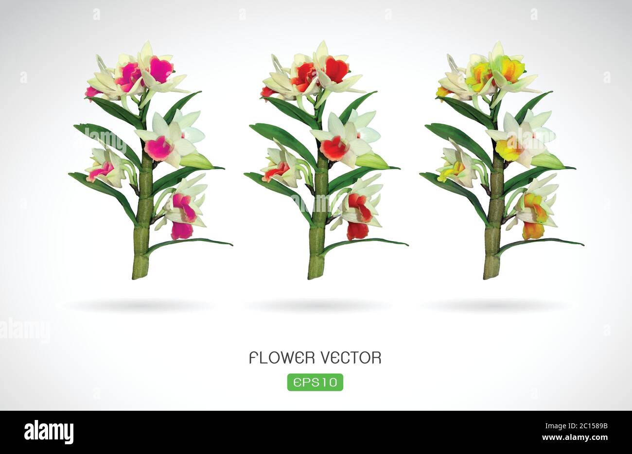 Vector of orchid flower on white background. Easy editable layered ...