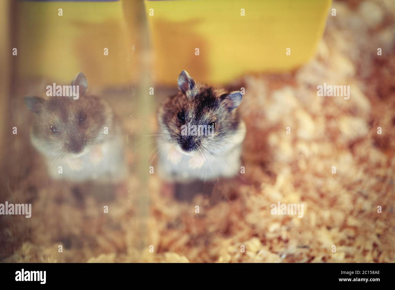 Jungar humster male sits in a cage separated in two, behind the glass ...