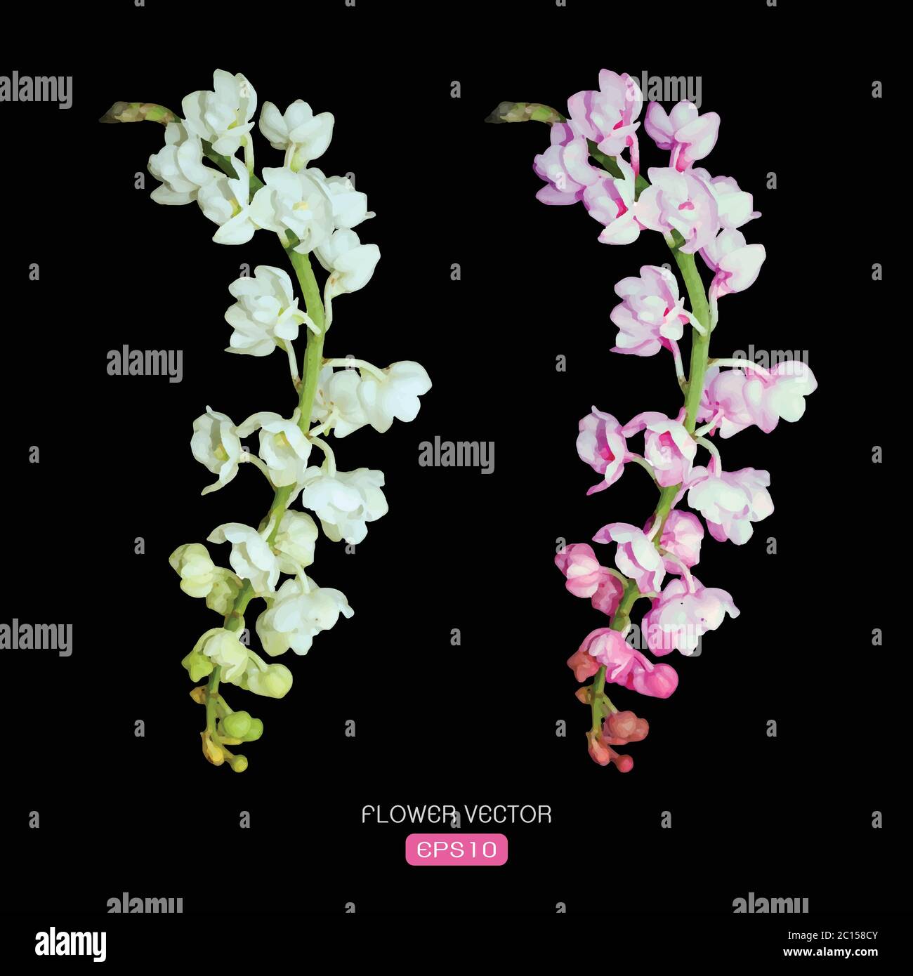 Vector of orchid on black background. Easy editable layered vector ...