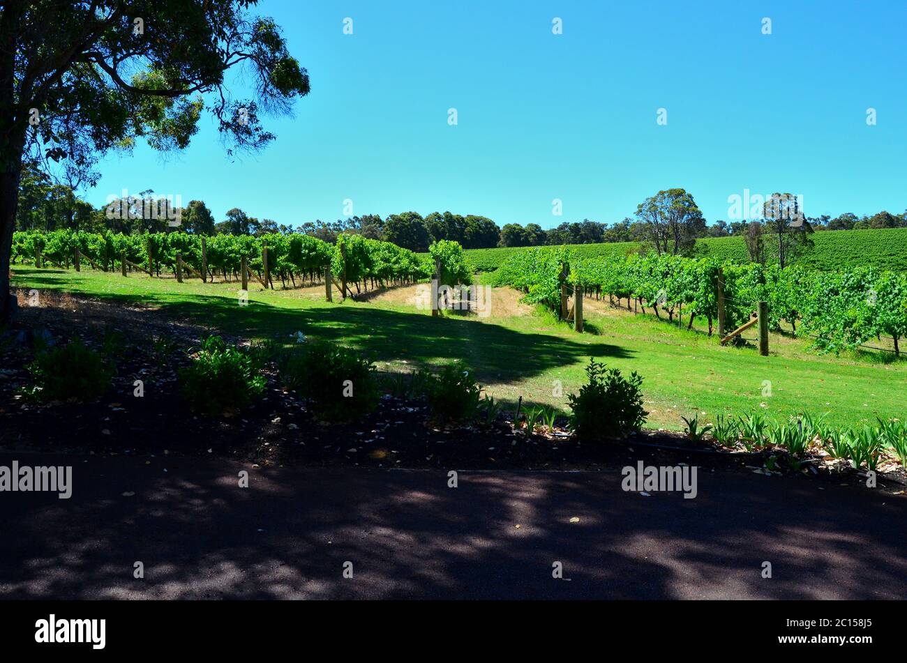 Australian vineyards: viticulture and enology in Southern Hemisphere ...