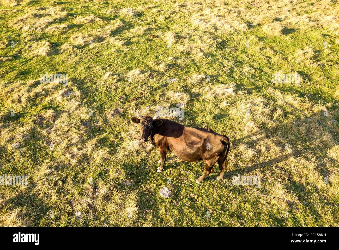 Top down view cattle breeding hi-res stock photography and images - Alamy