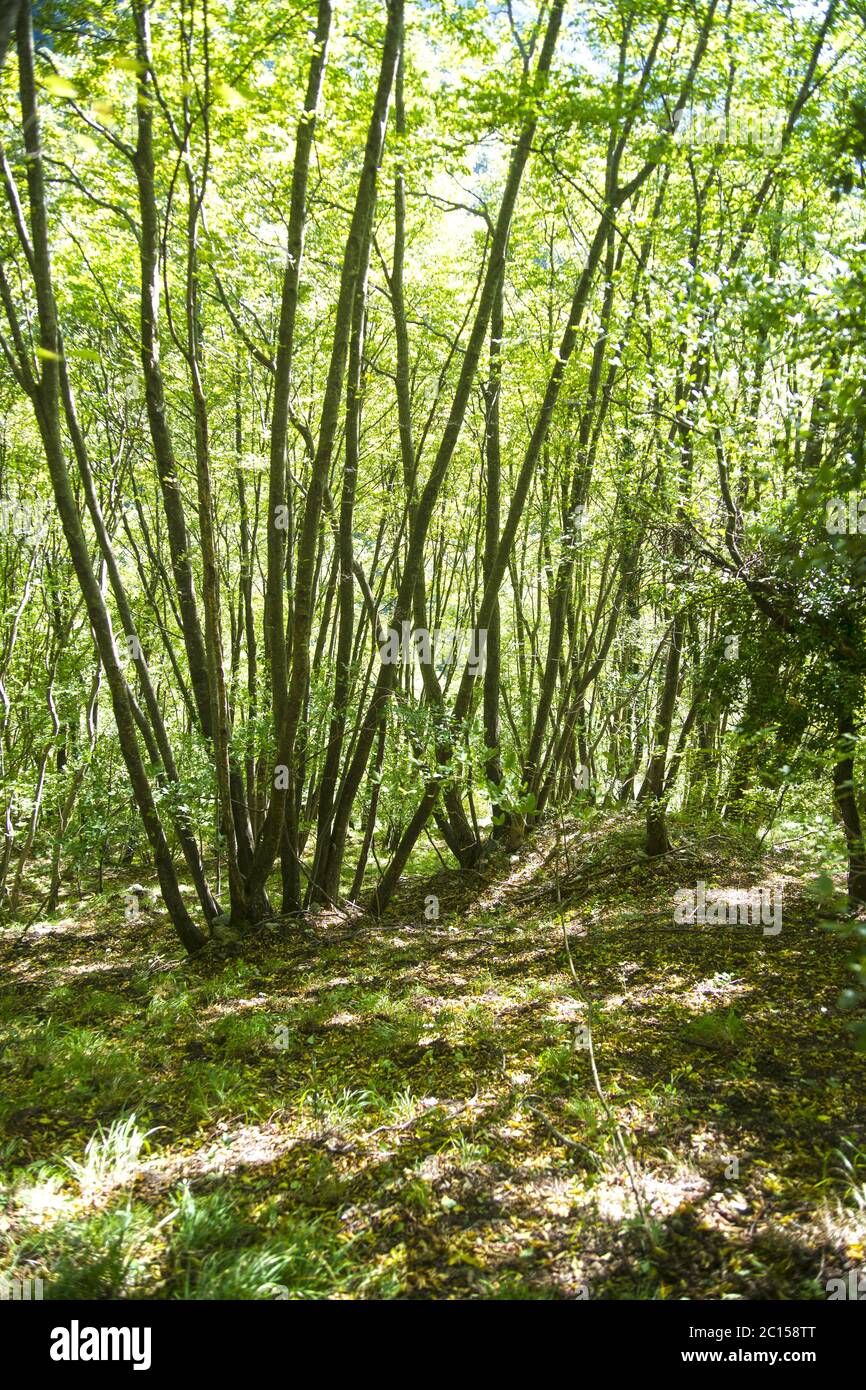 Beech forest late summer Stock Photo - Alamy