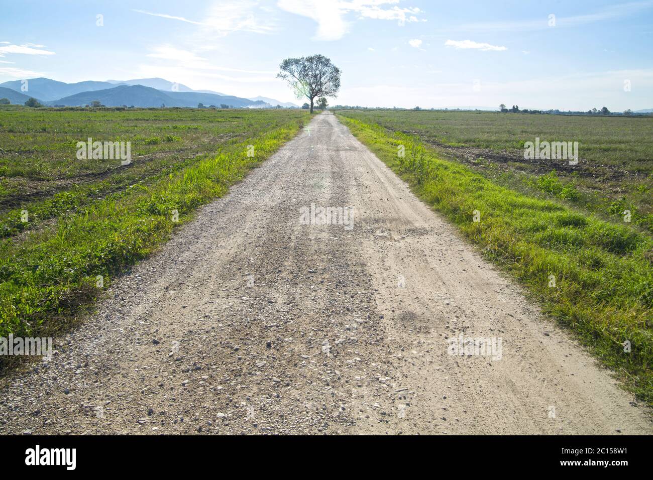 Road with tree Stock Photo - Alamy