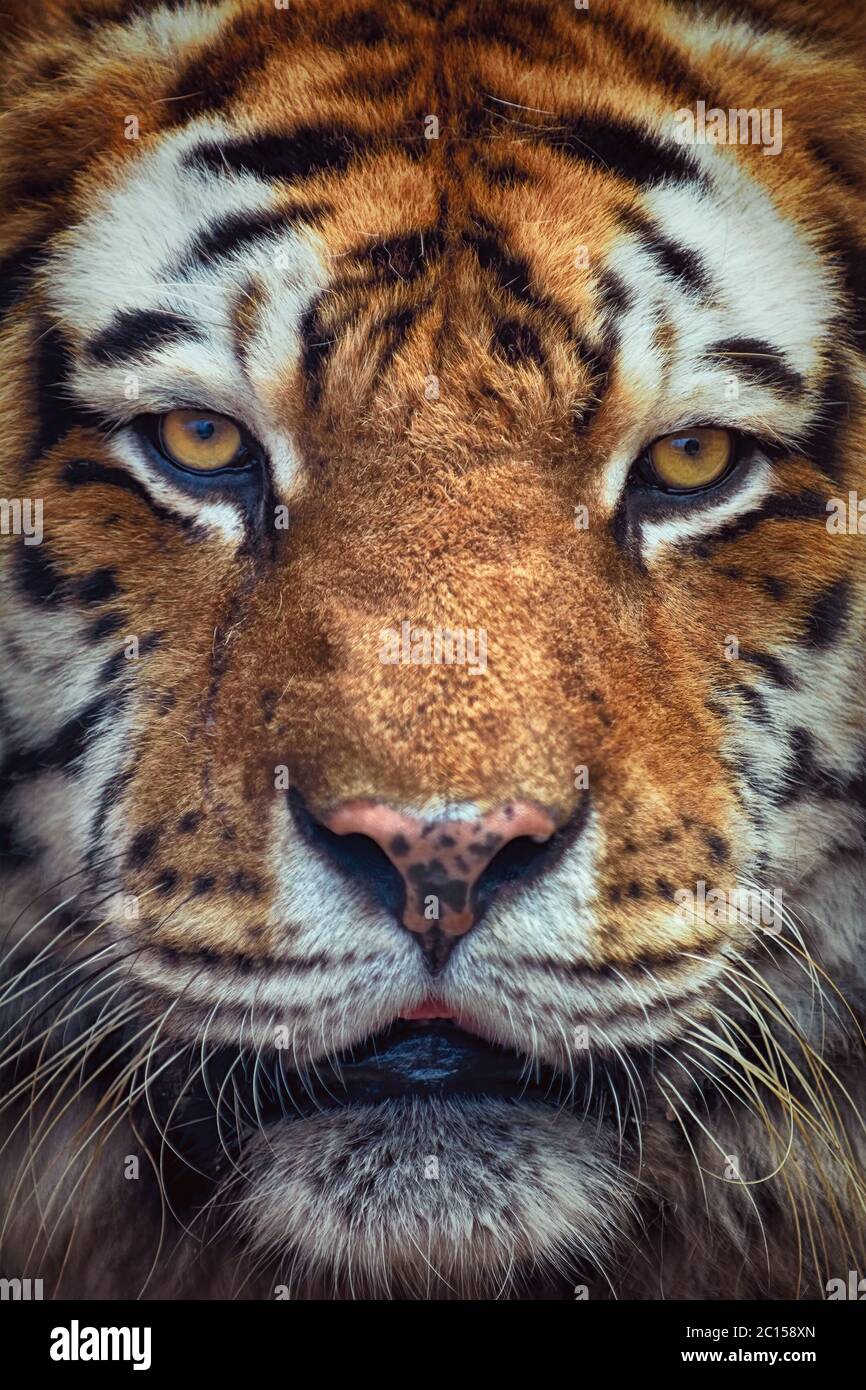 Portrait of Tiger Stock Photo - Alamy