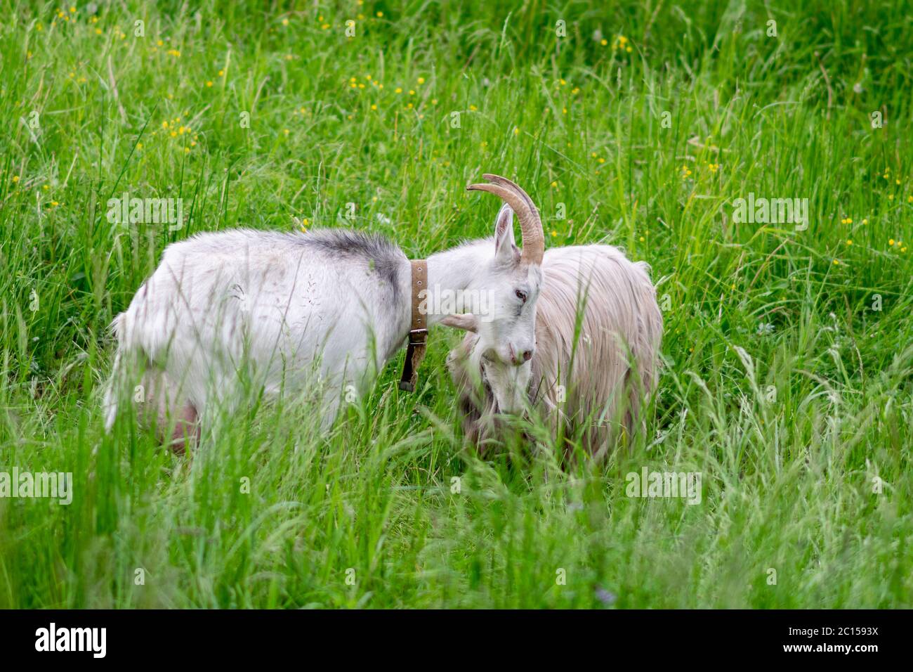 Little gray goat hi-res stock photography and images - Alamy