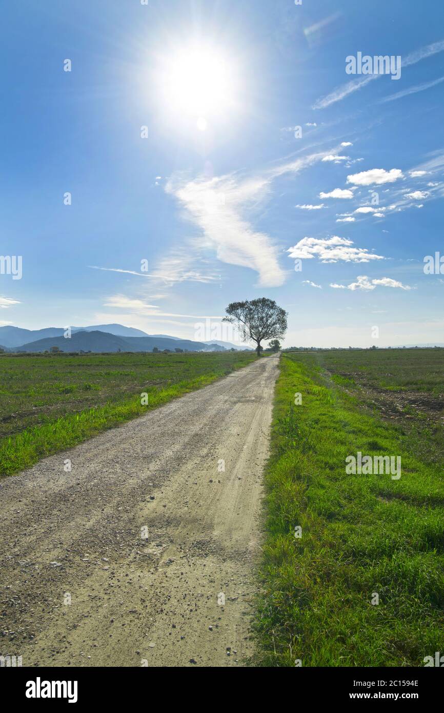 Road with tree Stock Photo - Alamy