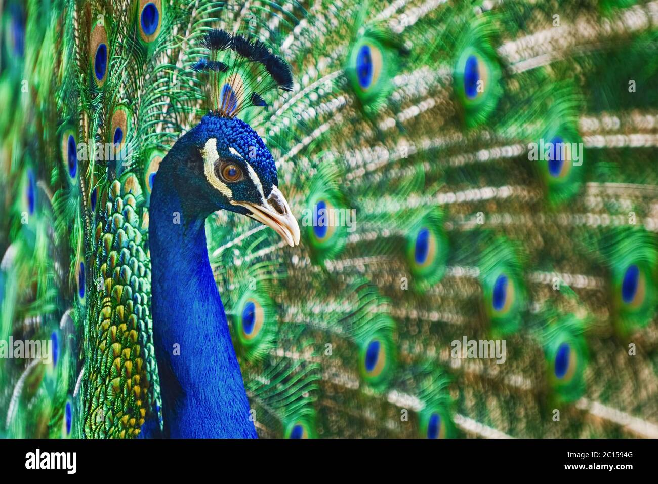 Portrait of peacock hi-res stock photography and images - Alamy
