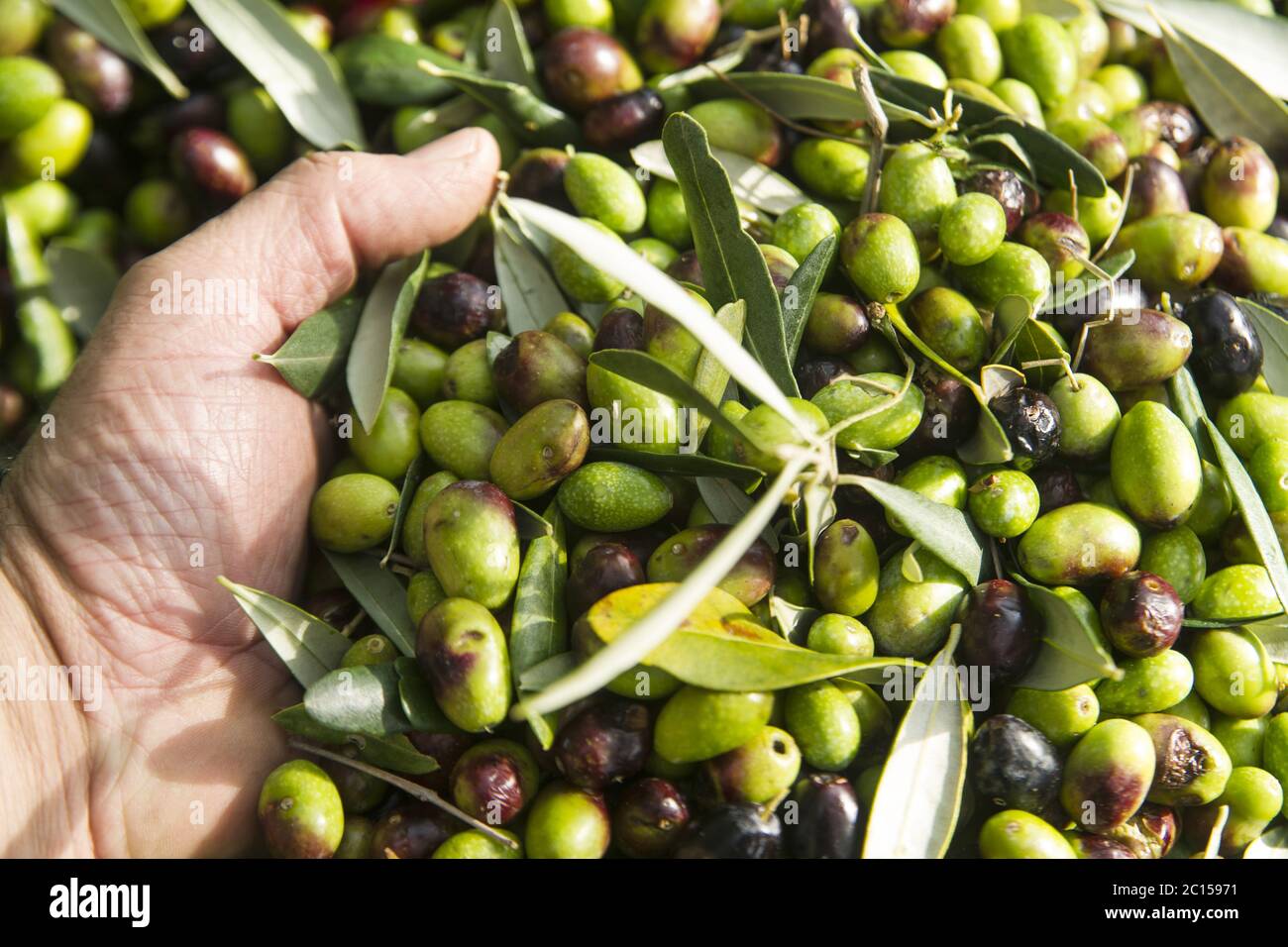 Olive harvest hi-res stock photography and images - Alamy