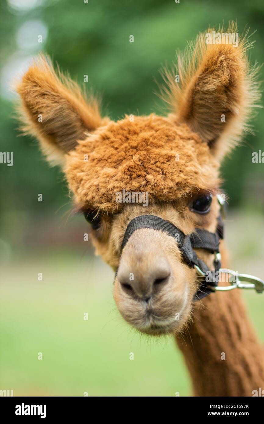 Funny face alpaca hi-res stock photography and images - Alamy