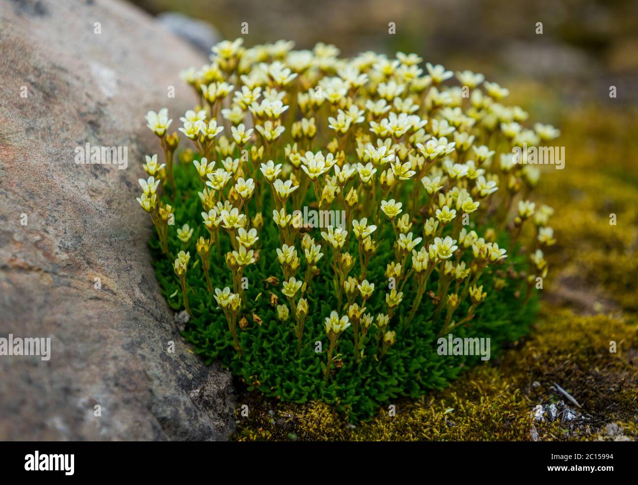 Tufted saxifrage hi-res stock photography and images - Alamy