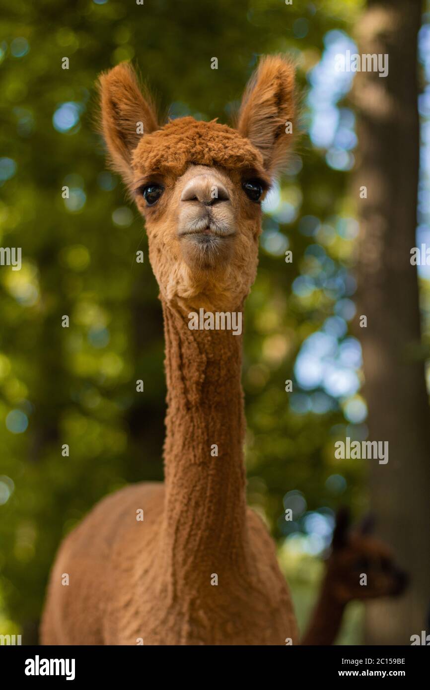 Alpaca portrait hi-res stock photography and images - Alamy