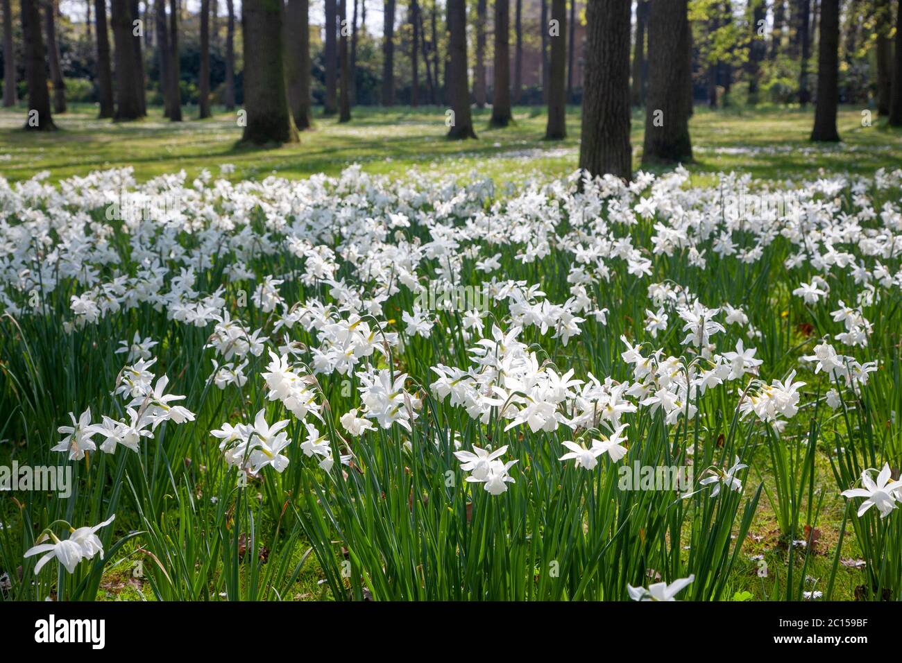 Carpet of white spring flowers in woodland Stock Photo - Alamy