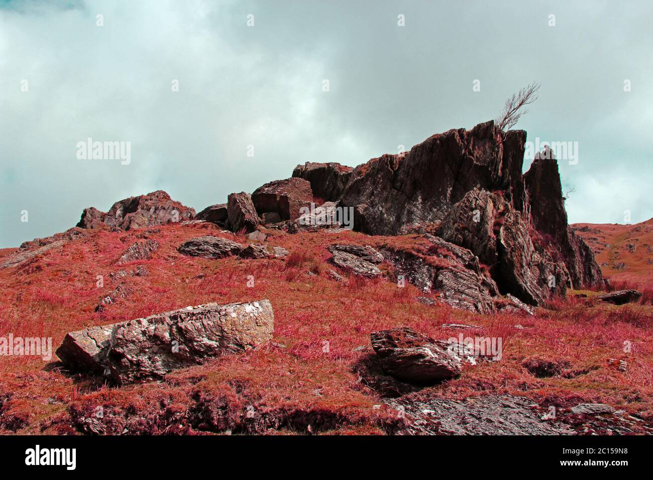 Lone tree on rocks near Blaen Pennant, Wenallt Tap, Llanymawddwy, Mid ...