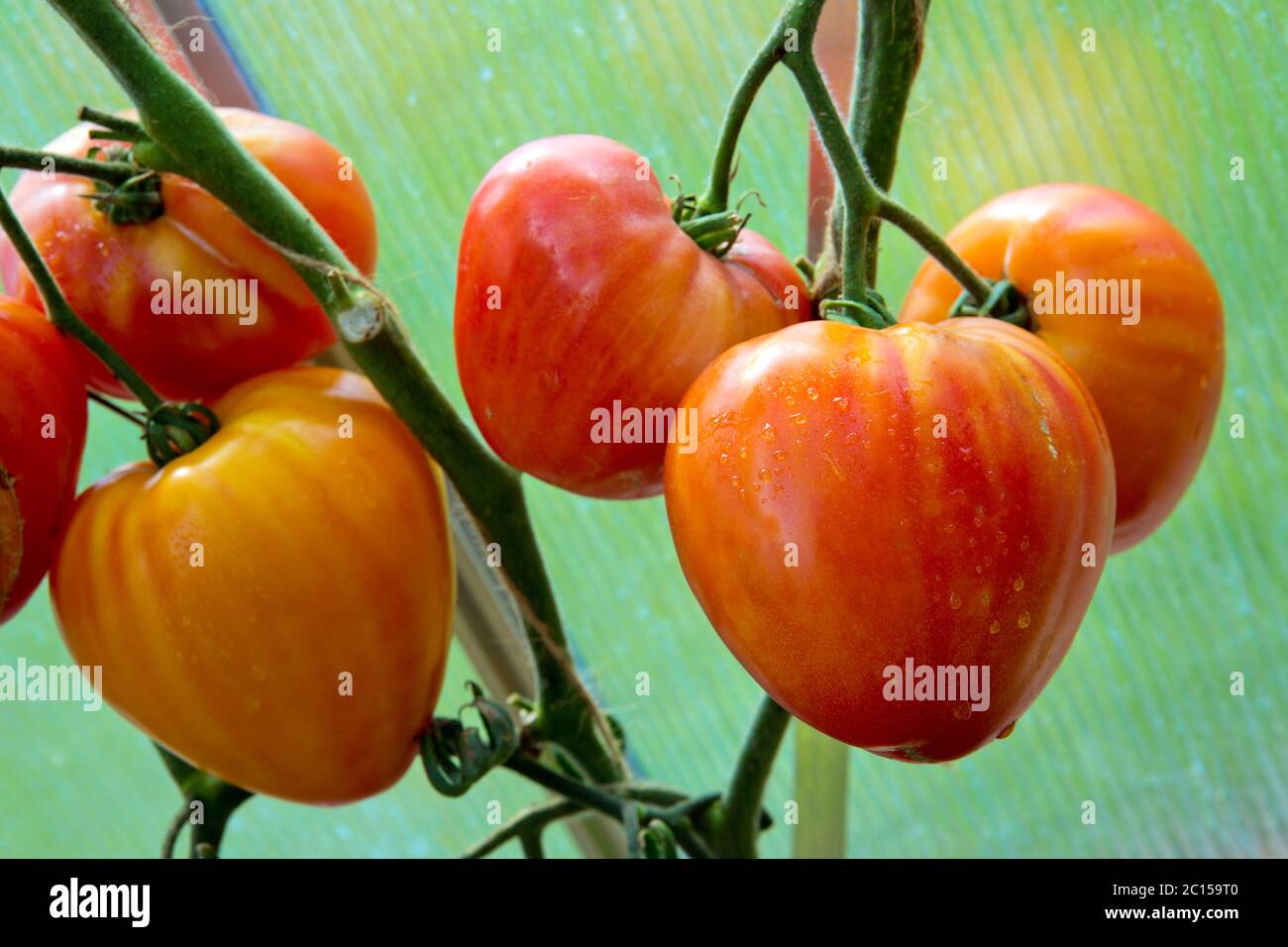 Ripe natural tomatoes hi-res stock photography and images - Alamy