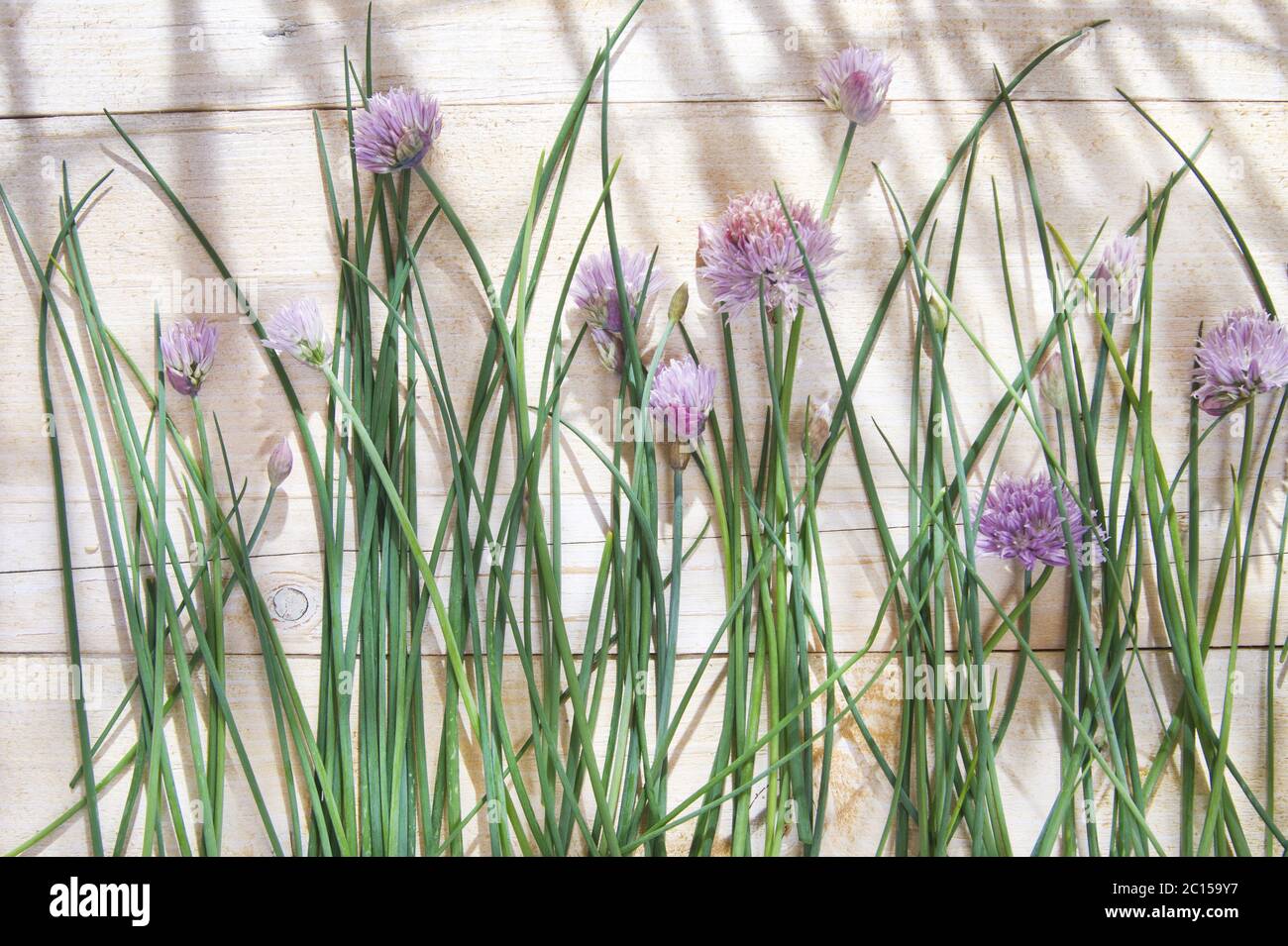 Chives in bloom Stock Photo - Alamy